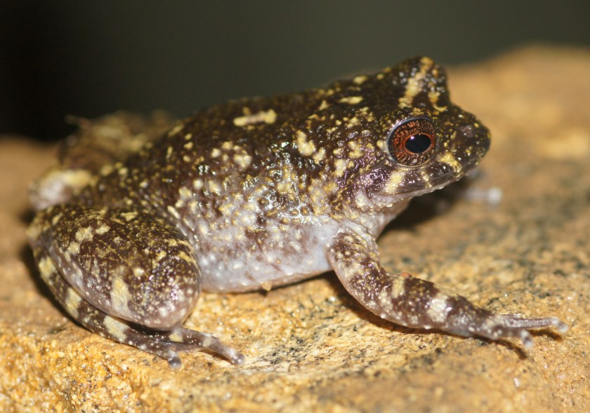 Repeated evolution of terrestrial breeding in Atlantic Coastal Forest ...